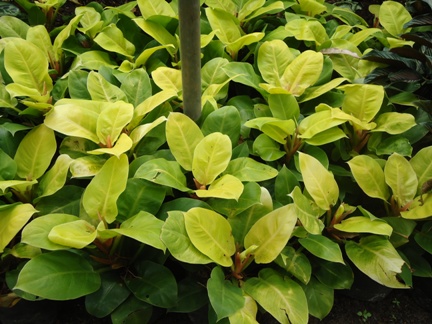 PHILO LEMON TEA : JUAL TANAMAN HIAS, JUAL DESAIN LANDSCAPE, JUAL RUMPUT ...