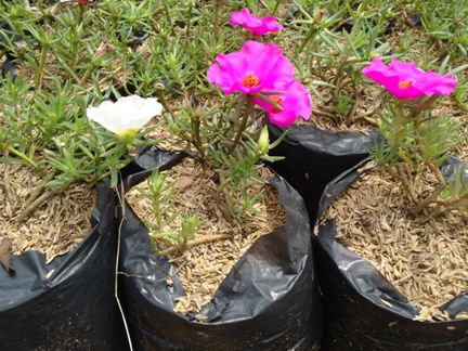 SUTRA BOMBAY : JUAL TANAMAN HIAS, JUAL DESAIN LANDSCAPE, JUAL RUMPUT ...